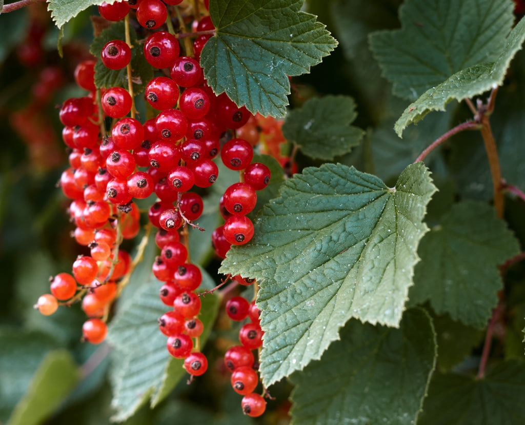 Large Bare root Gooseberry, Currant and Josta - 10 varieties – Scenic ...