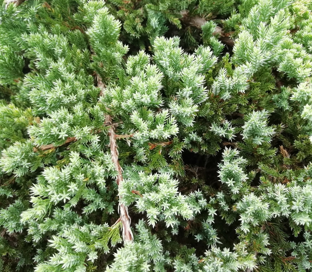 Chinese juniper Shimpaku - Specimen or Bonsai – Scenic Hill Farm Nursery