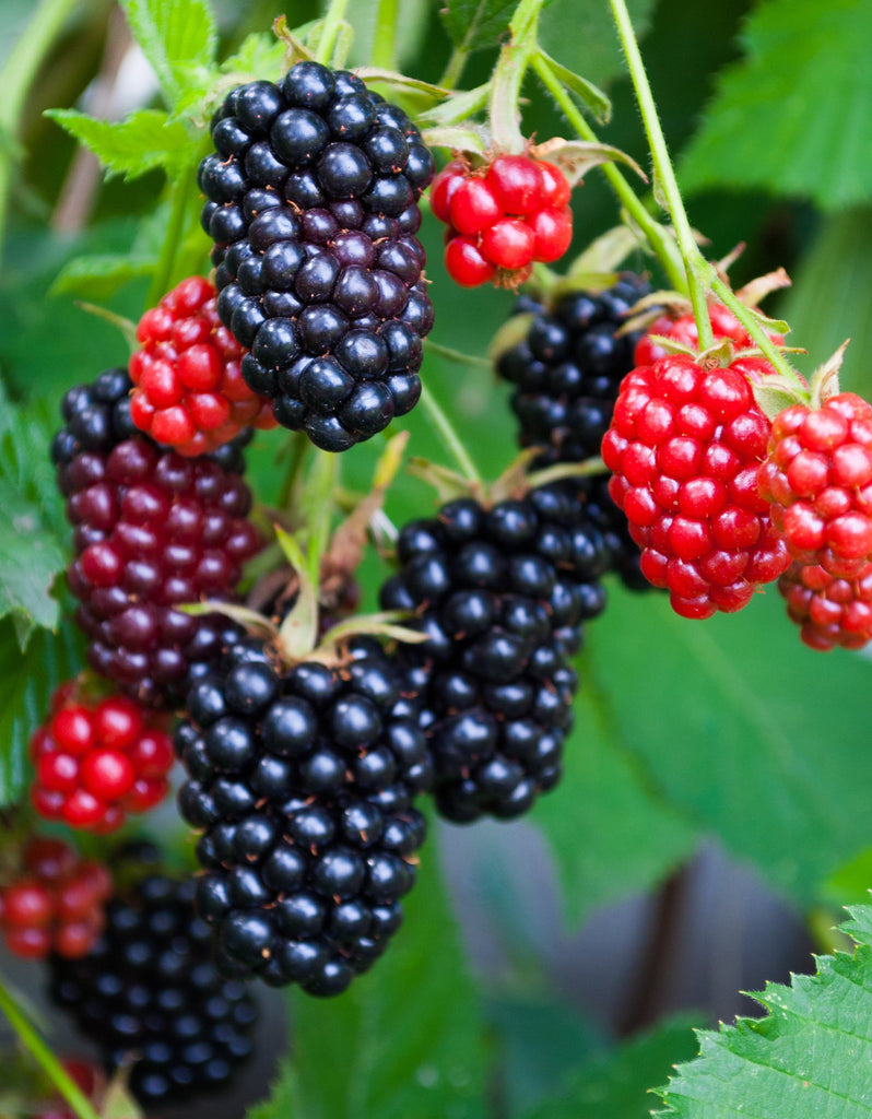 Apache Blackberry - Bare Root plants - Great Tasting Large Berries- Hu ...