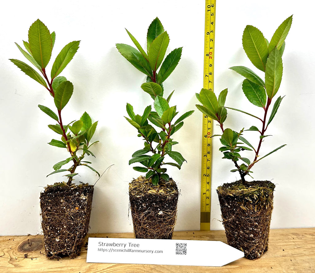 Compact Strawberry Tree (Arbutus unedo 'Compacta') Specimen Tree - Lan ...
