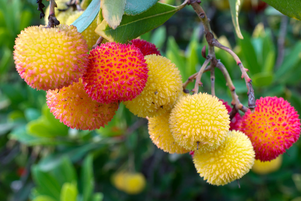 Compact Strawberry Tree - One Gallon (Arbutus unedo 'Compacta ...