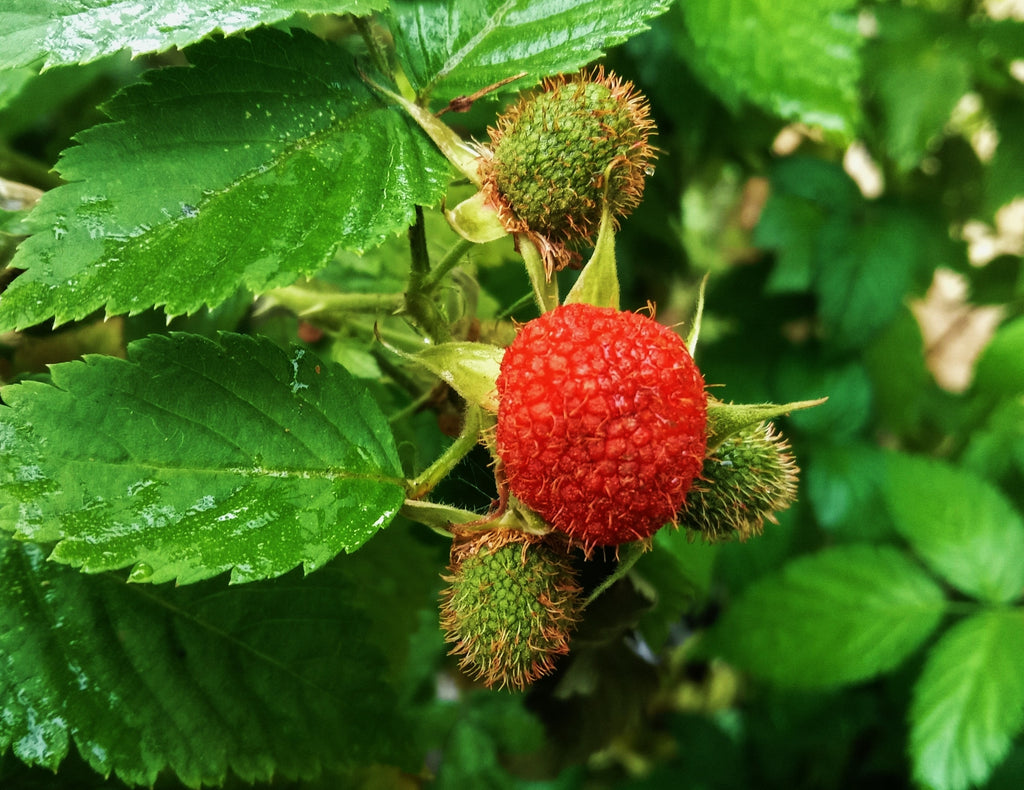 Thimbleberry Thimbleberry (Rubus Parviflorus) · INaturalist
