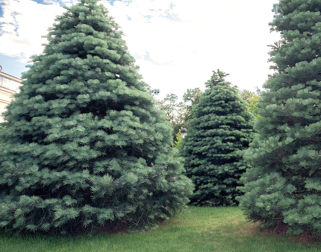 Apache White Fir 2 Year Old Bare Root Trees (Abies concolor) Landscape ...