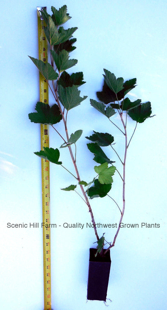 Cherry Red Currant Plant- Ships Fully Rooted in Soil -Hardiest Best Yi ...