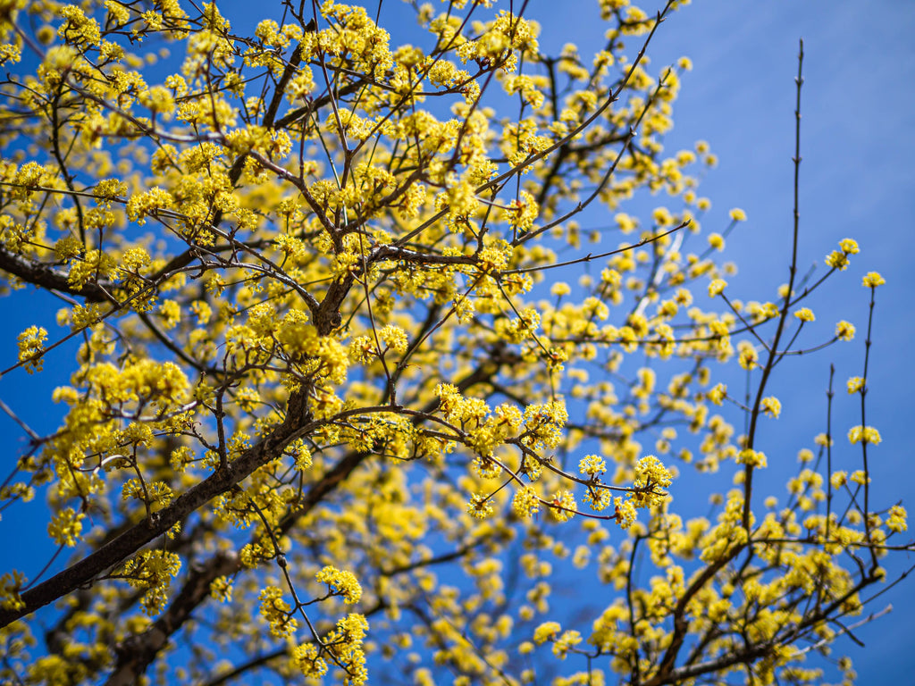 Cornus mas, Cornelian Cherry Dogwood, cornelian cherry or European cor ...