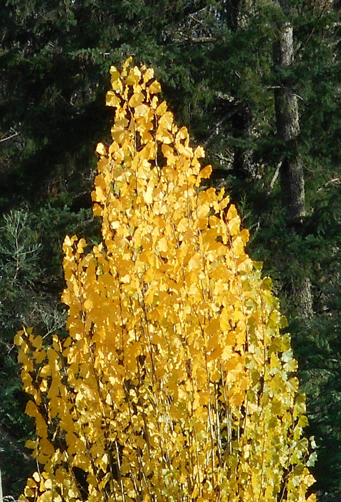 THEVES POPLAR - Populus nigra ‘Afghanica’ - Easy to root cuttings ...