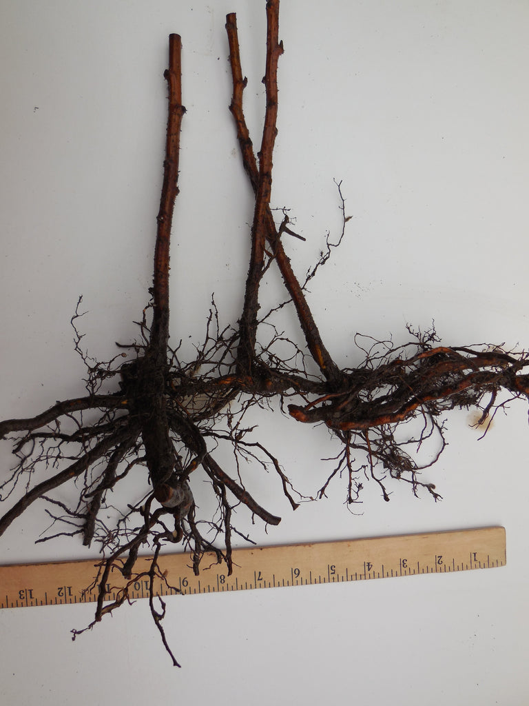 Caroline Raspberry Plants - 2 Year Old Bare Root Canes - Free Shipping ...