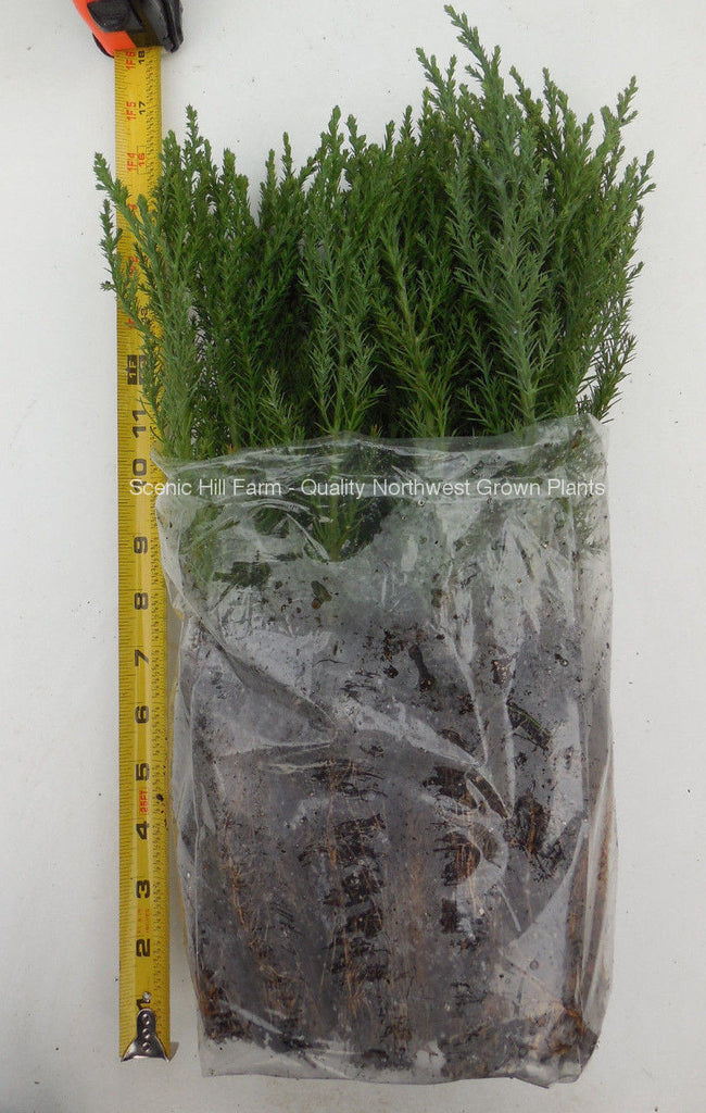 Giant Sequoia Trees- California Redwood - Seedlings – Scenic Hill Farm ...