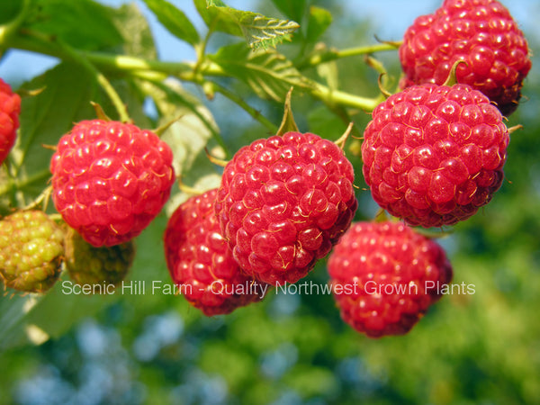 Potted Heritage Everbearing Raspberry Plants- Scenic Hill Farm Nursery