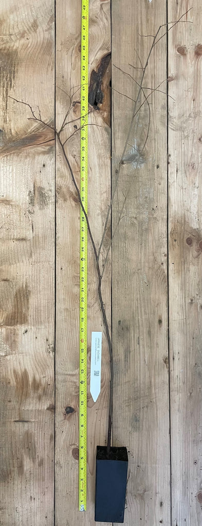 Japanese Snowbell - Graceful, Deciduous Flowering Tree, Bonsai tree ...