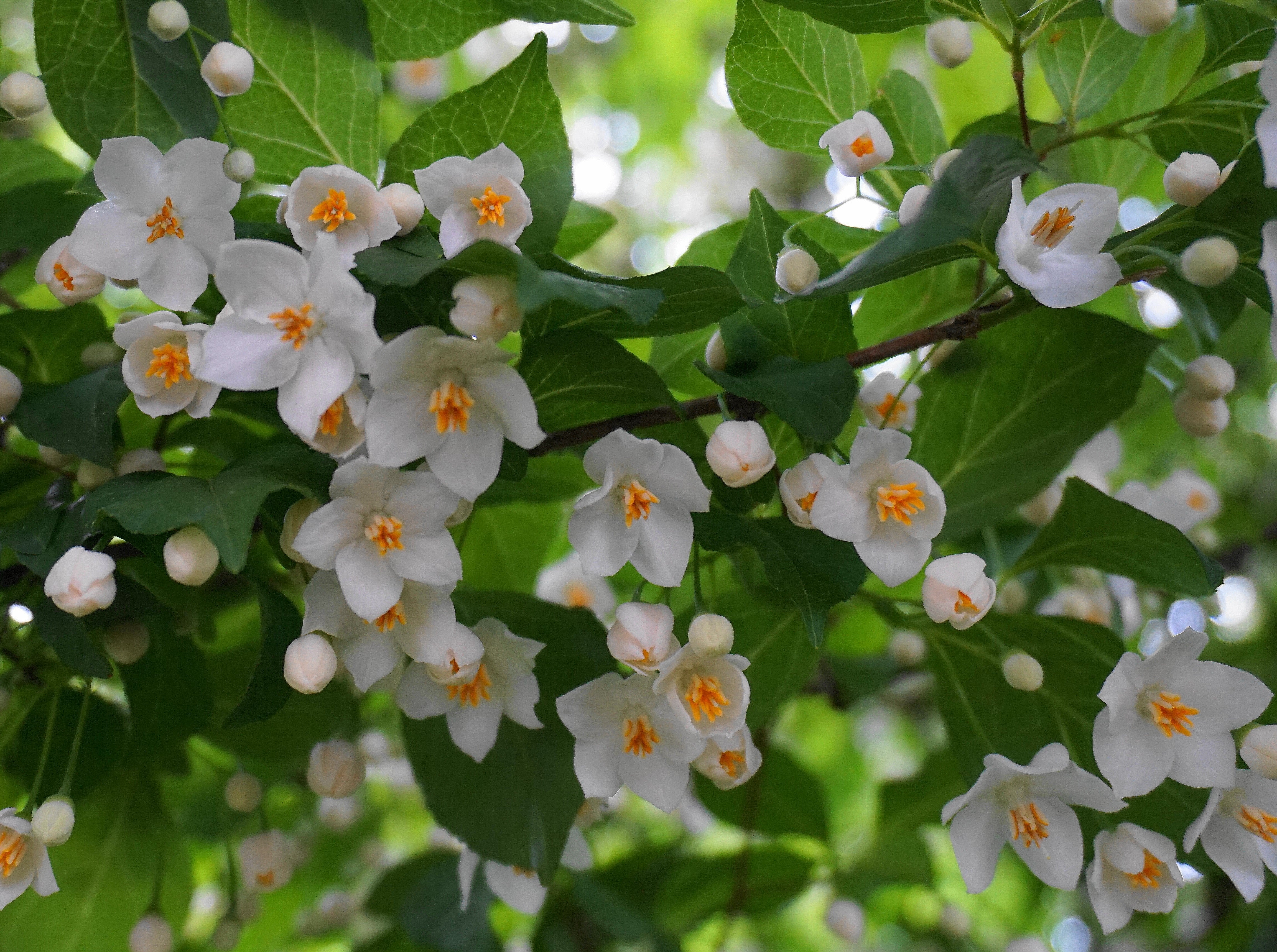 Snowbell Tree Picture Japanese Snowbell – Singing Tree Gardens