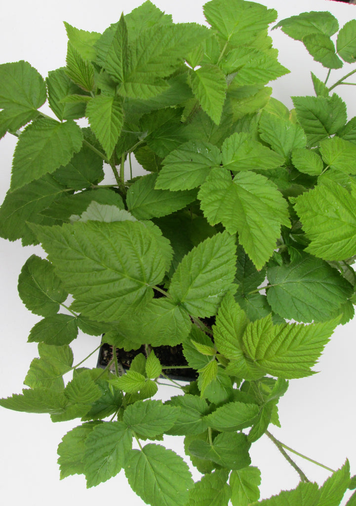 Prelude Early Season Red Raspberry- Potted Plants – Scenic Hill Farm ...