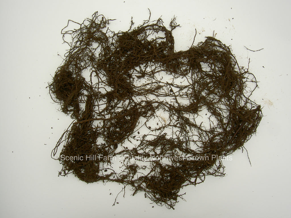 Anne Golden Ever Bearing Raspberry Rootstock - Free Shipping- Very Lar ...