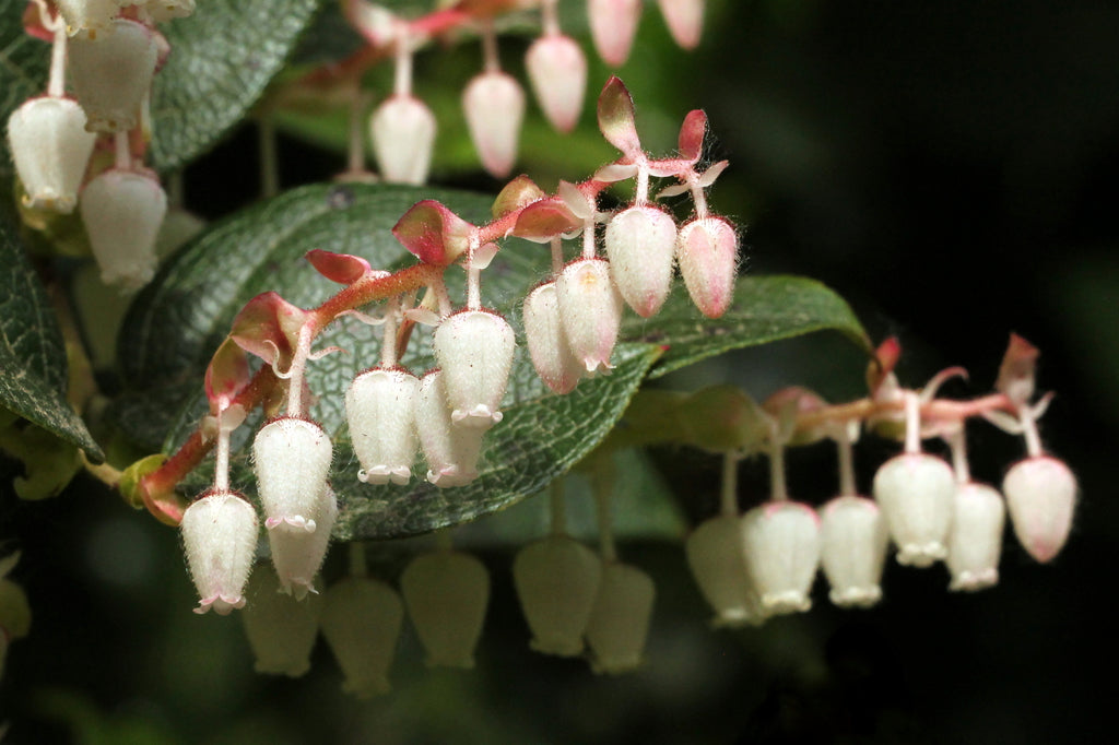 Salal - Gaultheria shallon - Ground Cover, Erosion Control, Tasty Berr ...