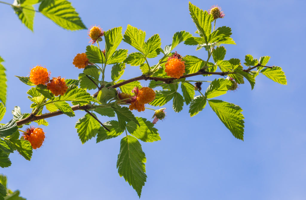 Salmonberry (Rubus spectabilis) beautiful pink - red flowers and golde ...