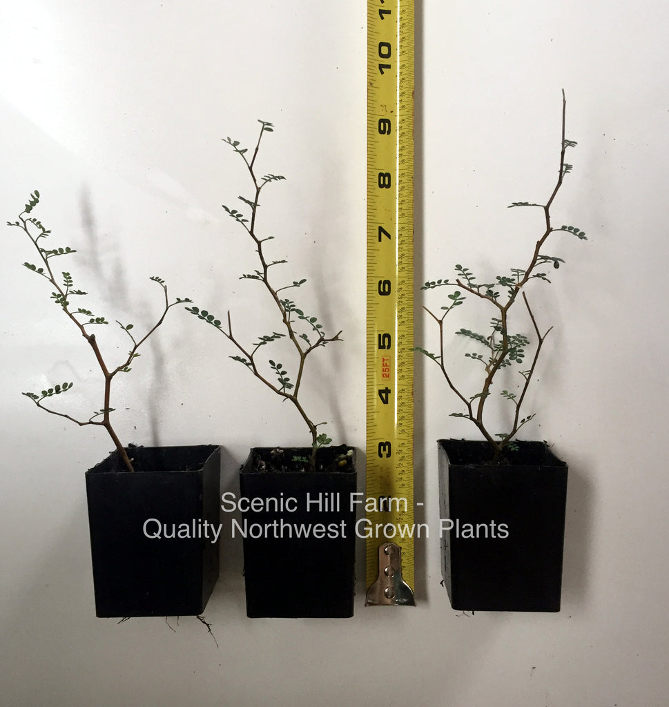 Sophora prostrata Little Baby Pre Bonsai Trees - Landscape Specimen Sh ...