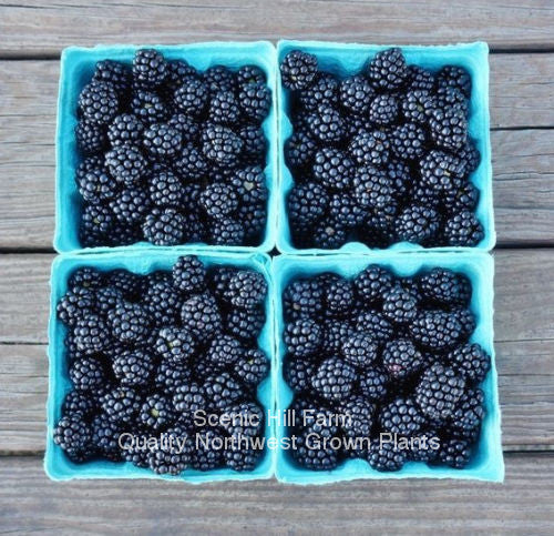 2 Year Old Triple Crown Blackberry Plants - Scenic Hill Farm Nursery