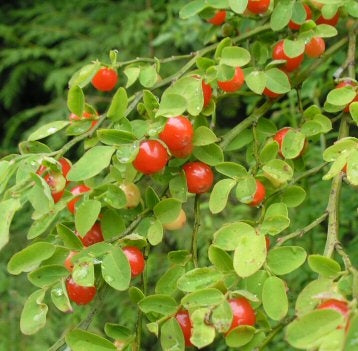 Huckleberry - Red Huckleberry - Vaccinium parvifolium Potted Plants ...