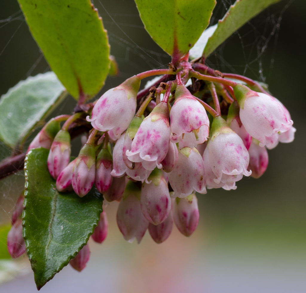 Evergreen Huckleberry - Vaccinium ovatum - Tasty Berries, Flower Arran ...