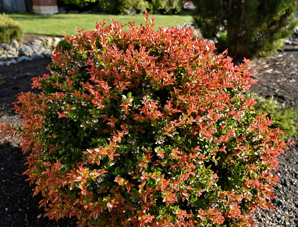Evergreen Huckleberry - Vaccinium ovatum - Tasty Berries, Flower Arran ...