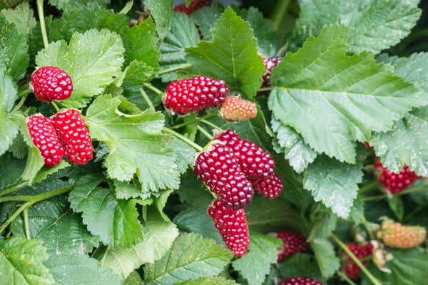 Loganberry - Thornless - Potted Staked Plants – Scenic Hill Farm Nursery